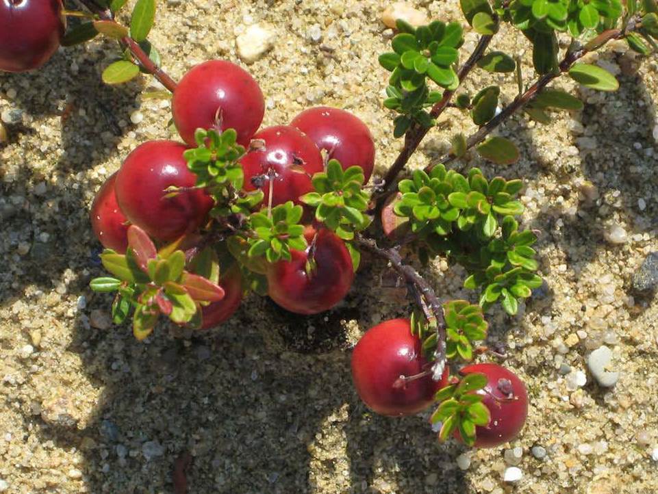 Images – Cranberry Genetics and Genomics Laboratory (CGGL) – UW–Madison