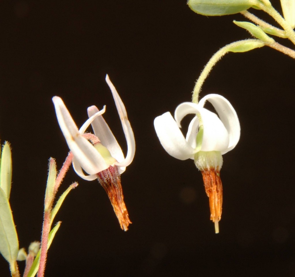 Images – Cranberry Genetics and Genomics Laboratory (CGGL) – UW–Madison