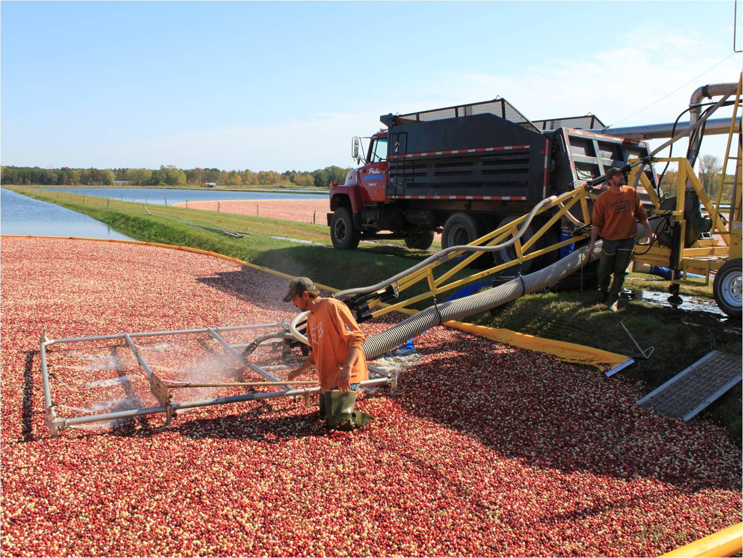 Images – Cranberry Genetics and Genomics Laboratory (CGGL) – UW–Madison