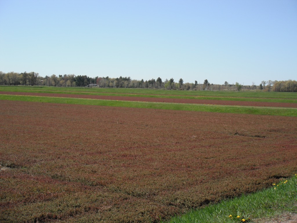 Images – Cranberry Genetics and Genomics Laboratory (CGGL) – UW–Madison